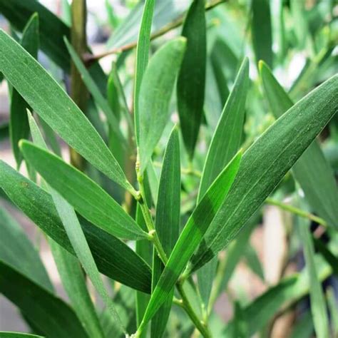 Multi Trunk Boething Treeland Farms