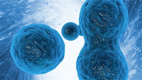 Loop Animation Of Cells Multiplying Stock Footage Video 100 Royalty