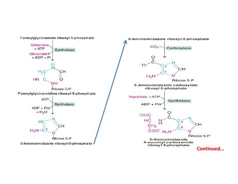 Biosynthesis Of Purine And Pyrimidine Nucleotides Pdf