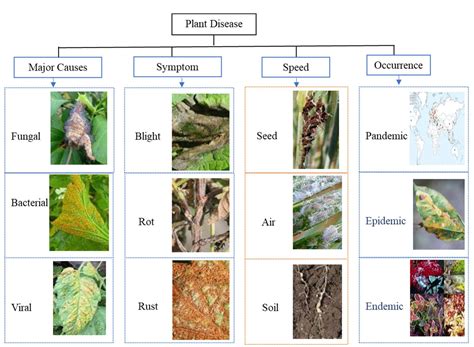 Plant Disease Classification