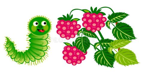 Caterpillar And Raspberry Stock Vector Illustration Of Humor 24318753