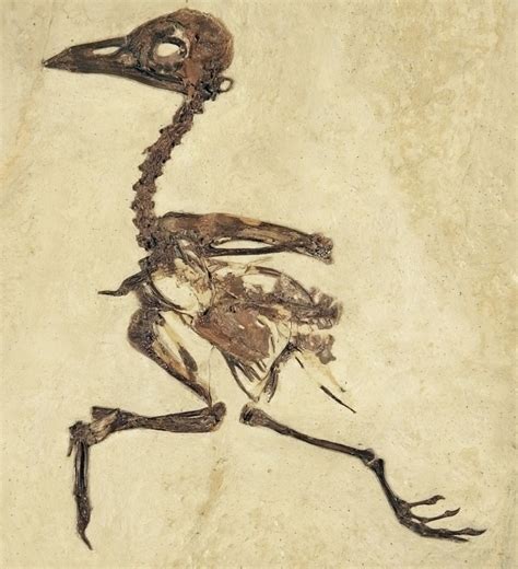 Green River Formation Fossils Fossil Lake Safari