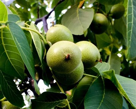 Walnut Tree Types