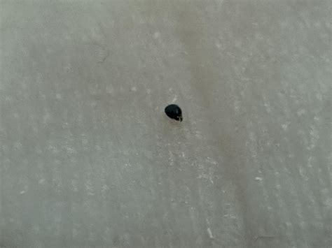 What Are These Fleas Bed Bugs Left One Jumped And Right One Did Not Move Even After I Picked