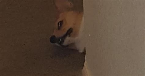 Creeper Corgi Album On Imgur