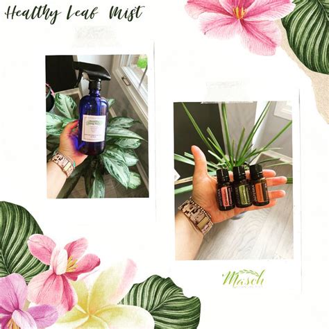 Healthy Leaf Mist Doterra Essential Oils Doterra Mists