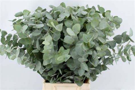 Eucalyptus Cinerea Flora United International