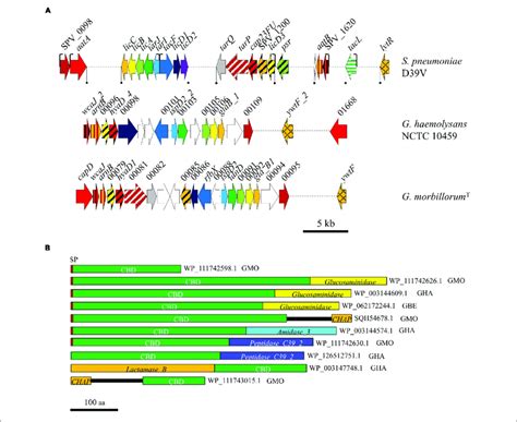 Genes Involved In The Synthesis Of Choline Containing Teichoic Acids Download Scientific