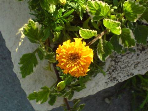 Yellow Mum 1