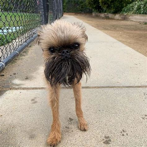 16 Things You Didnt Know About Brussels Griffons The Paws