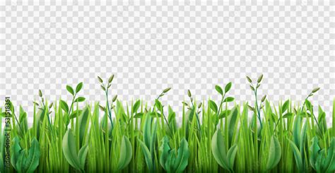 Grass Strip Width At Eddie Avila Blog