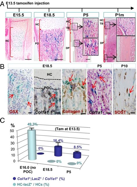 Hypertrophic Chondrocytes Can Become Osteoblasts And Osteocytes In