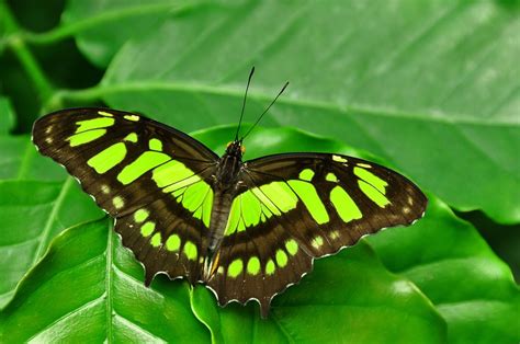 3 000 Free Green Butterflies And Butterfly Images Pixabay