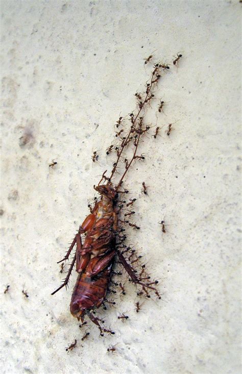A Cockroach With A Group Of Ants Smithsonian Photo Contest