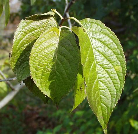 Titanium Interstellar Blends Activate Your Super Powers