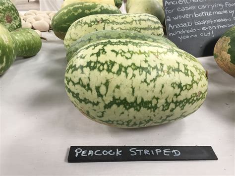 Peacock Striped Watermelon