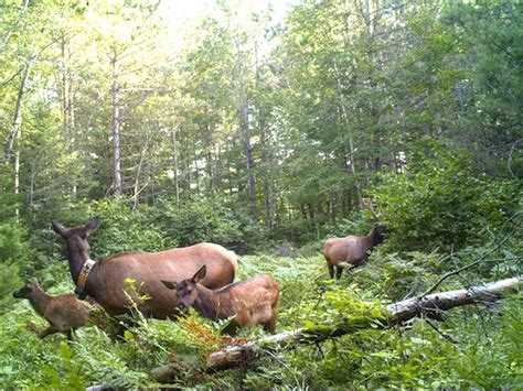 Elk Monitoring Volunteers Needed The Times