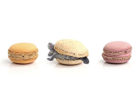 Funny And Cute Turtle Macaron Poster By Kitty Bitty Displate