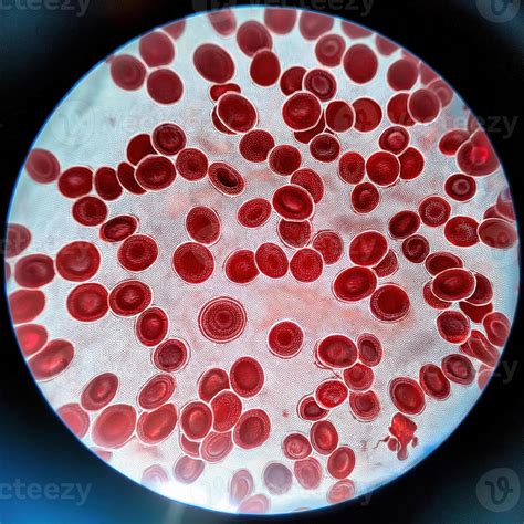 Red Blood Cells Under Microscope