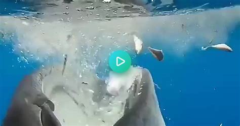 Whale Shark Has A Quick Snack Warning Please Do Not Try To