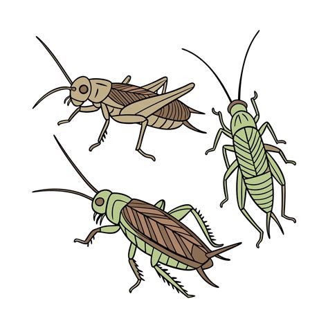 Creative Crickets Graphic 59078291 Vector Art At Vecteezy