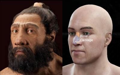 Nose Shape Gene Inherited From Neanderthals Ucl News Ucl