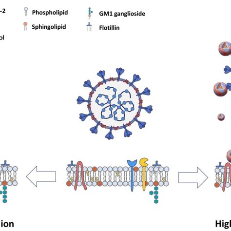 Hypothetical Hdl Concentration Dependent Effects On Sars Cov 2