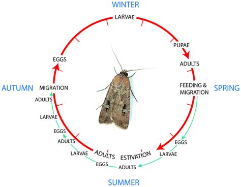 Moth Life Cycle