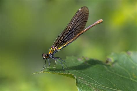 Damselfly Insect Wings Free Photo On Pixabay Pixabay