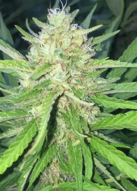 Sugar Candy Cannabis Strain Information Growdiaries