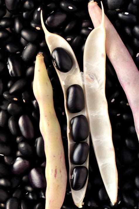 Types Of Beans 🫘 A To Z Photos Butter N Thyme