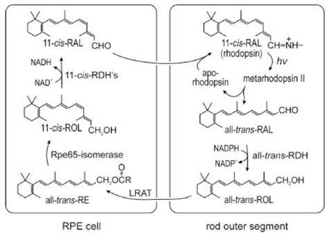 Visual Cycle In Rpe Cells Download Scientific Diagram