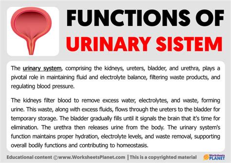 Functions Of Urinary System