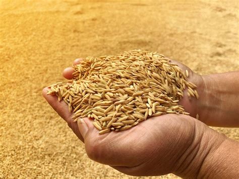 Paddy En Thaïlande Riz Paddy Food Background Texture Background Paddy Pile Et Grain Sur Les