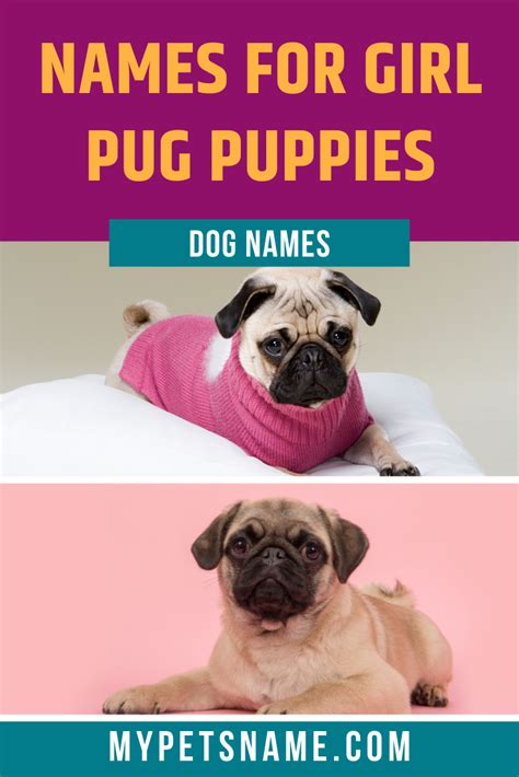Girl Pug Names