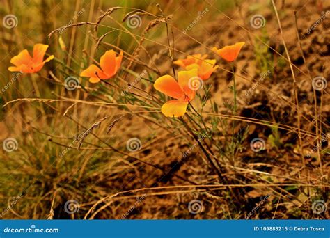 Poppies Orange Stock Image Image Of Grasses Antelope 109883215