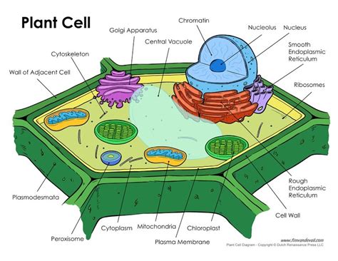 Plant Cell Diagram Quizlet
