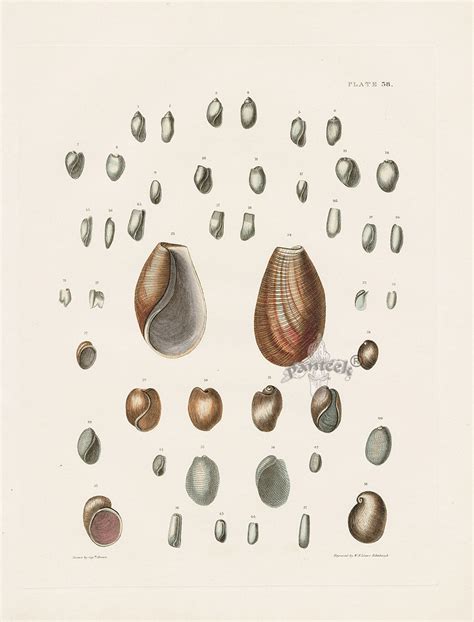 Captain Thomas Brown Prints 1827 Volvaria Shells