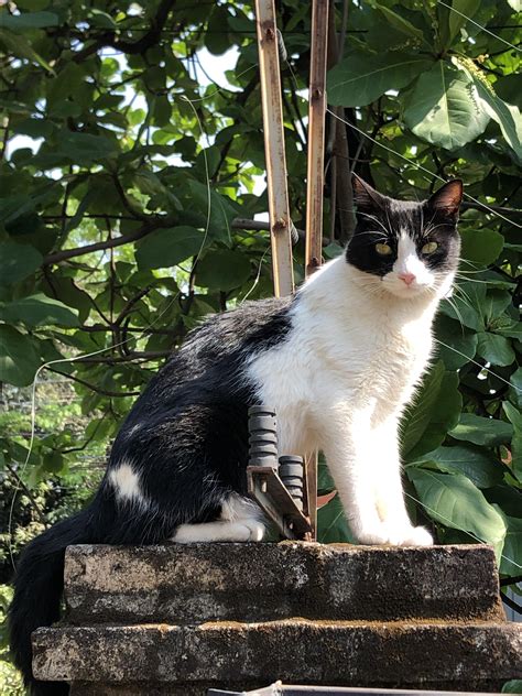 Simon Scrolller Simon Scrolller