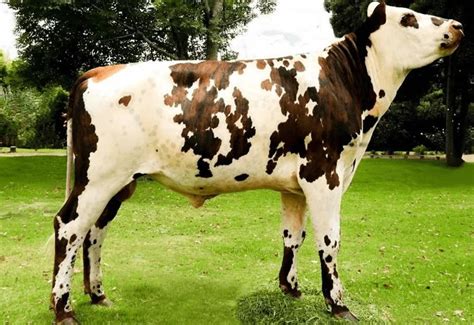 Normando Lechero Genética Tricolor