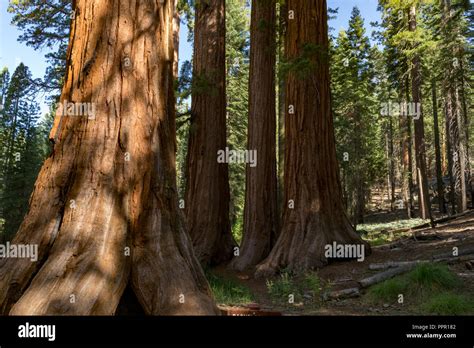 Mariposa Grove At Yosemite National Park Contains Over 100 Mature Giant