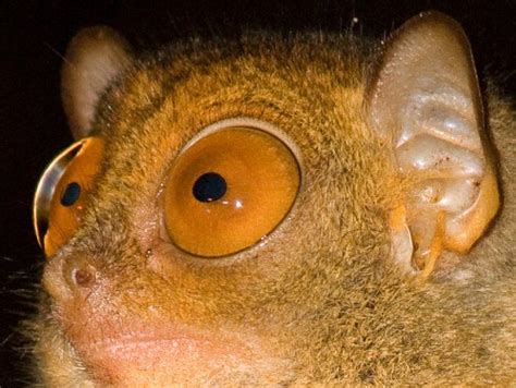 Fun Facts About The Philippine Tarsier Those Eyes