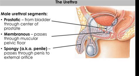 Anatomy Final Exam Flashcards Quizlet