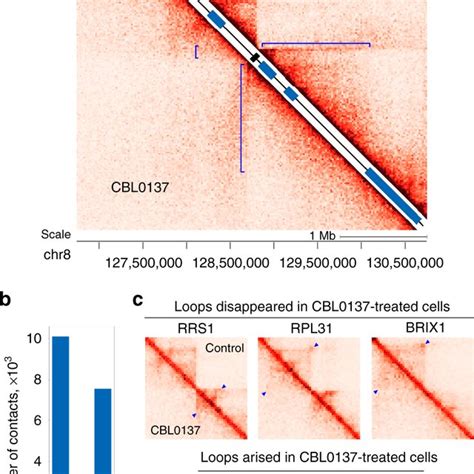 Cbl0137 Disturbs Higher Order Chromatin Packaging A Hic Map Heatmap