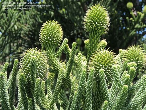 Plantfiles Pictures Araucaria Species Colonial Pine Hoop Pine