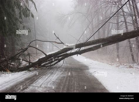 Tree Fallen On Power Line Across Road Blocking Roadway Dangerous Hazard Stock Photo Alamy