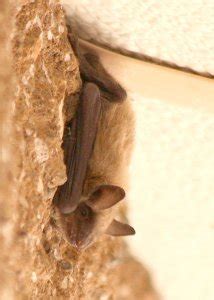 Yuma Myotis Myotis Yumanensis Central Coast Bat Survey