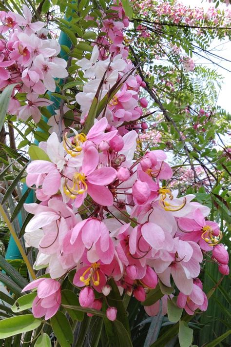 Flowers Of Cassia Nodosa Tree Nel 2024