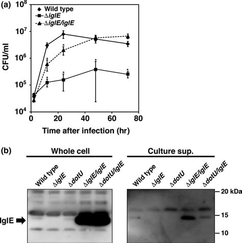 Intracellular Replication Of Francisella Novicida Is Dependent On