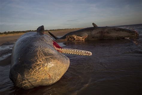 Why Do Whales Explode Wired